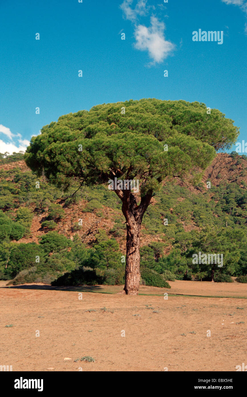 Mittelmeerkiefer pinus pinea -Fotos und -Bildmaterial in hoher ...