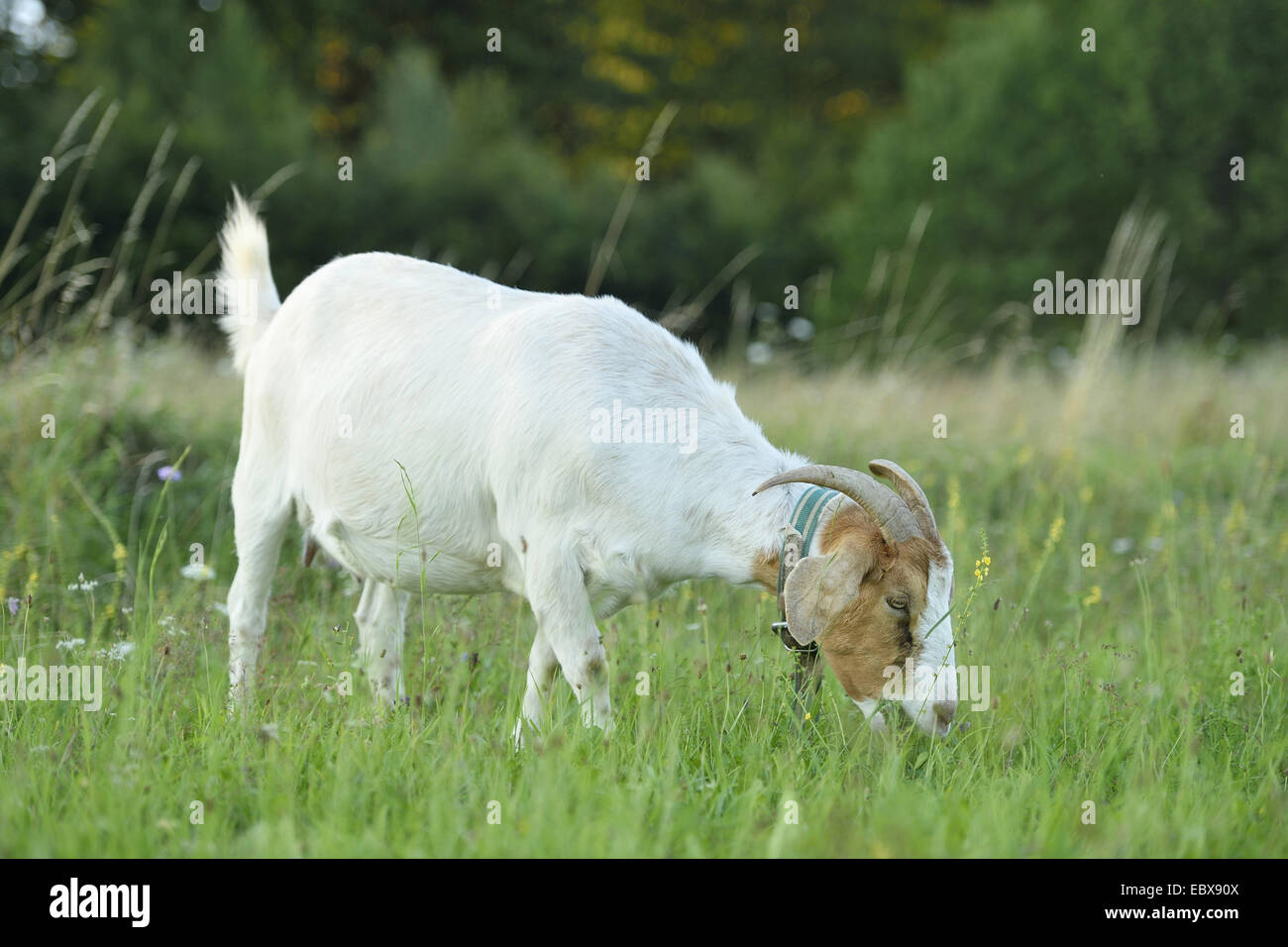 Goat necklace -Fotos und -Bildmaterial in hoher Auflösung – Alamy