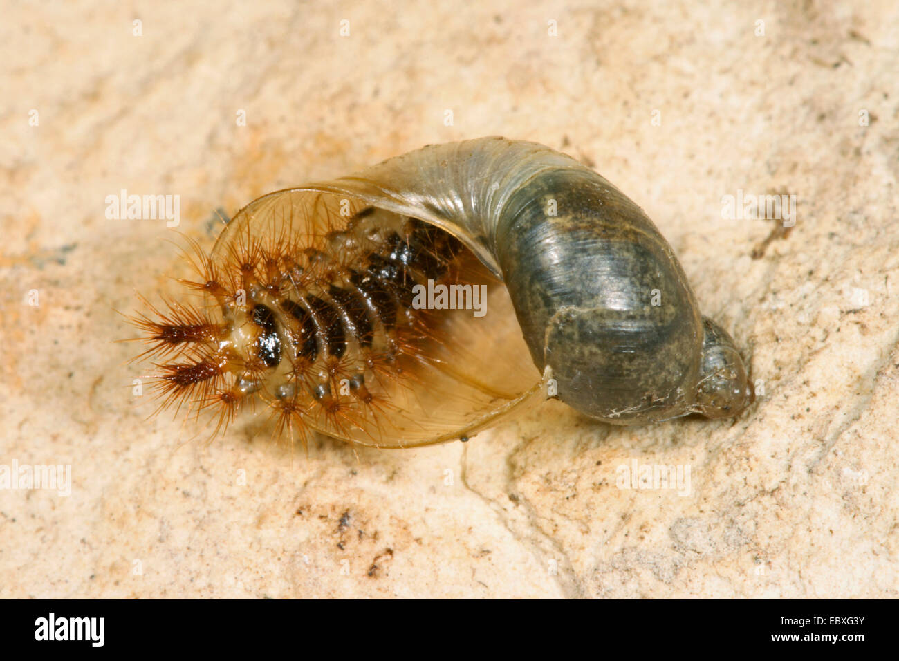 False firefly beetle drilus concolor -Fotos und -Bildmaterial in hoher ...
