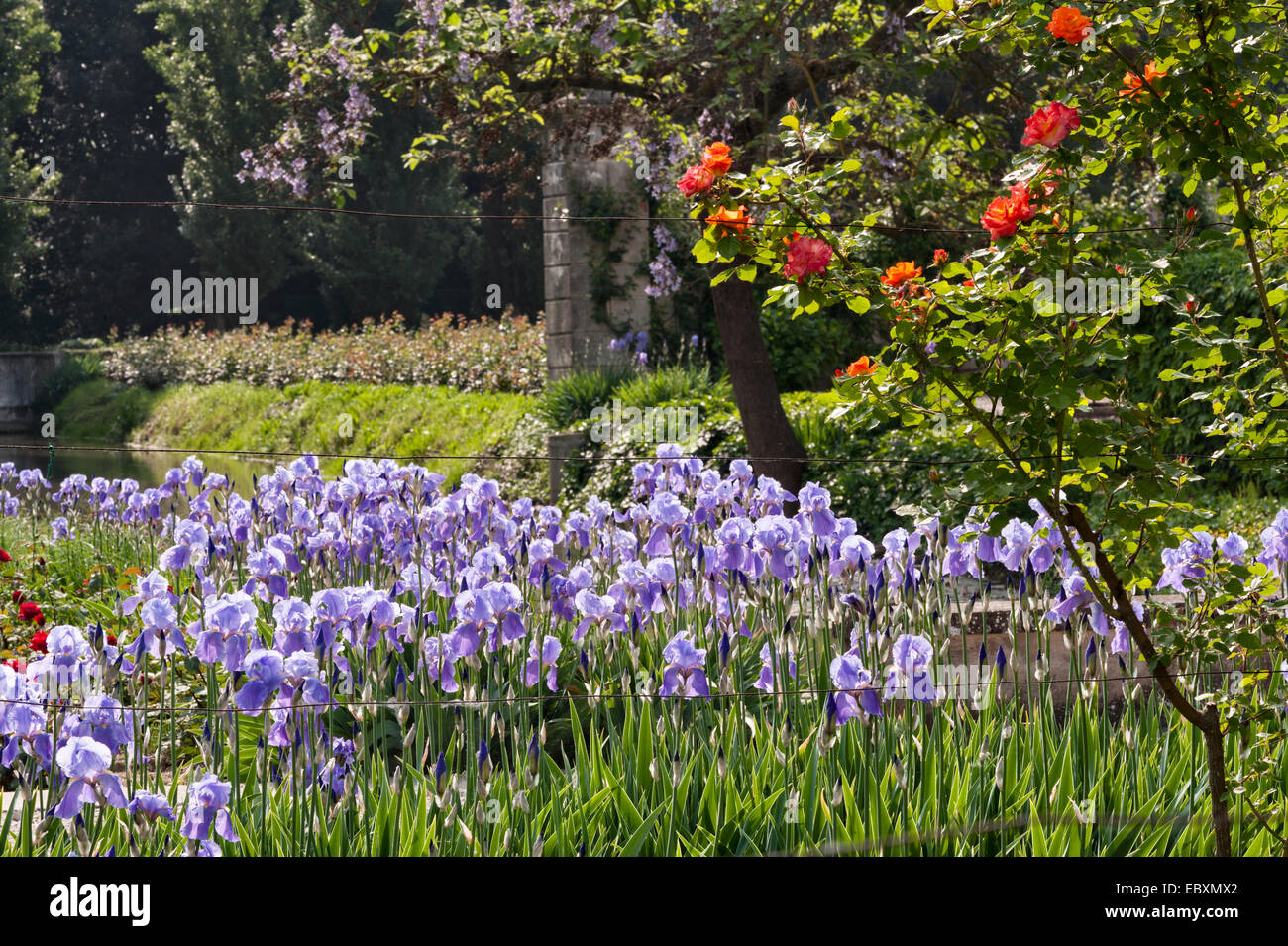 Monselice italien italienischen garten rosen -Fotos und -Bildmaterial ...