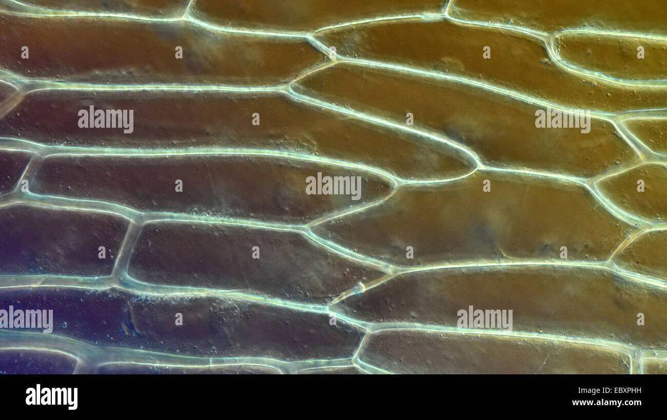 Die epidermis -Fotos und -Bildmaterial in hoher Auflösung – Alamy