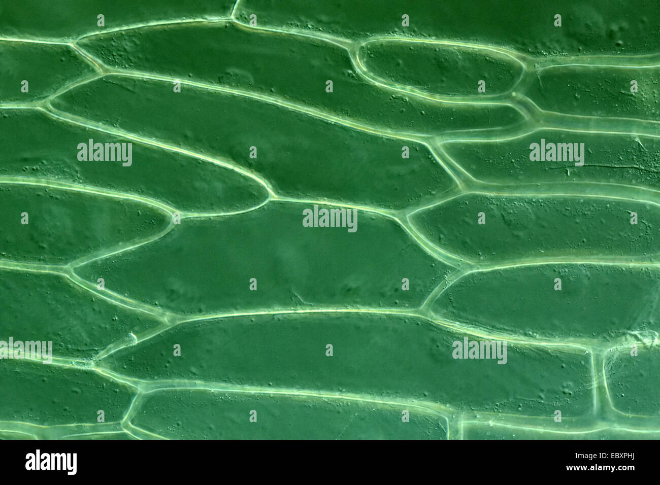 Blattepidermis Zellen Stockfotos und -bilder Kaufen - Alamy