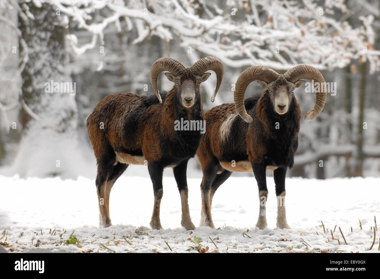 Zwei widder im schnee -Fotos und -Bildmaterial in hoher Auflösung – Alamy