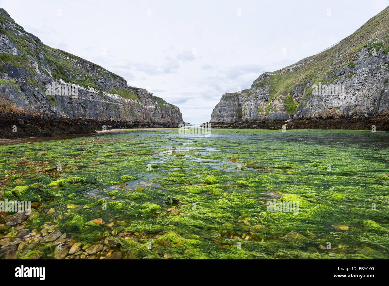 Geodha smoo -Fotos und -Bildmaterial in hoher Auflösung – Alamy