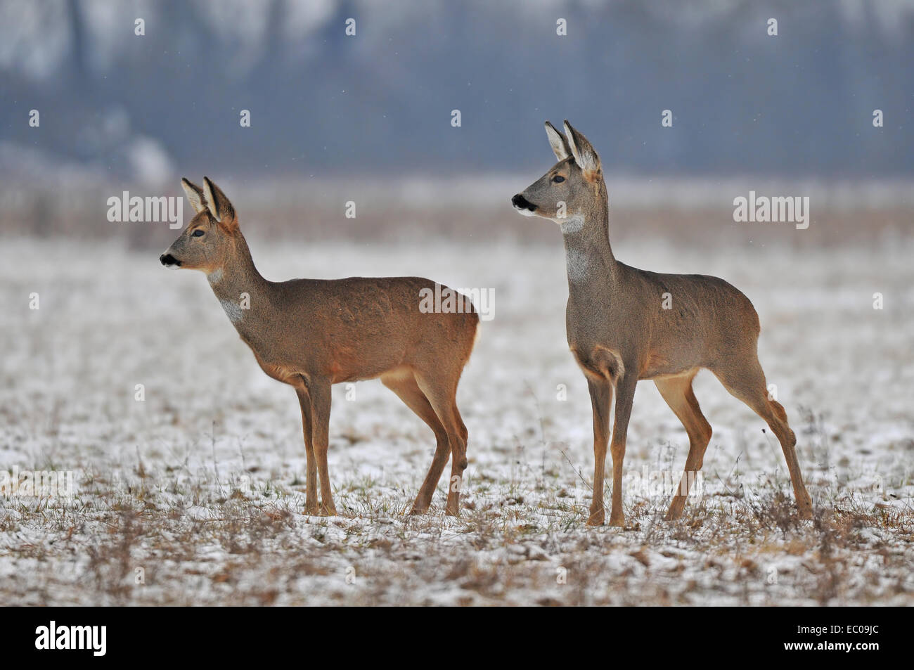 Rehe im winter -Fotos und -Bildmaterial in hoher Auflösung – Alamy
