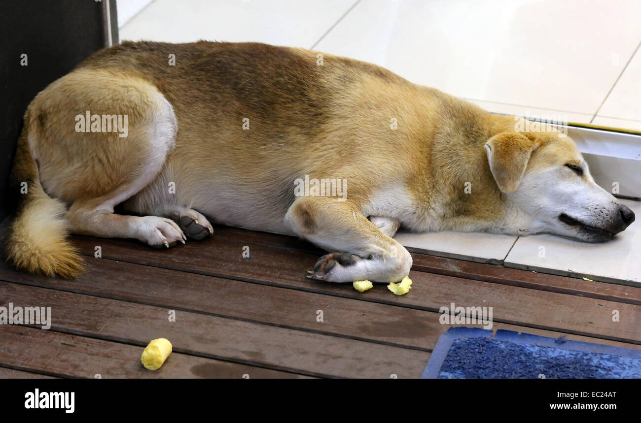 Dicker hund -Fotos und -Bildmaterial in hoher Auflösung – Alamy