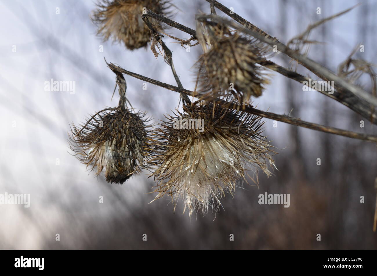 Distel grate -Fotos und -Bildmaterial in hoher Auflösung – Alamy