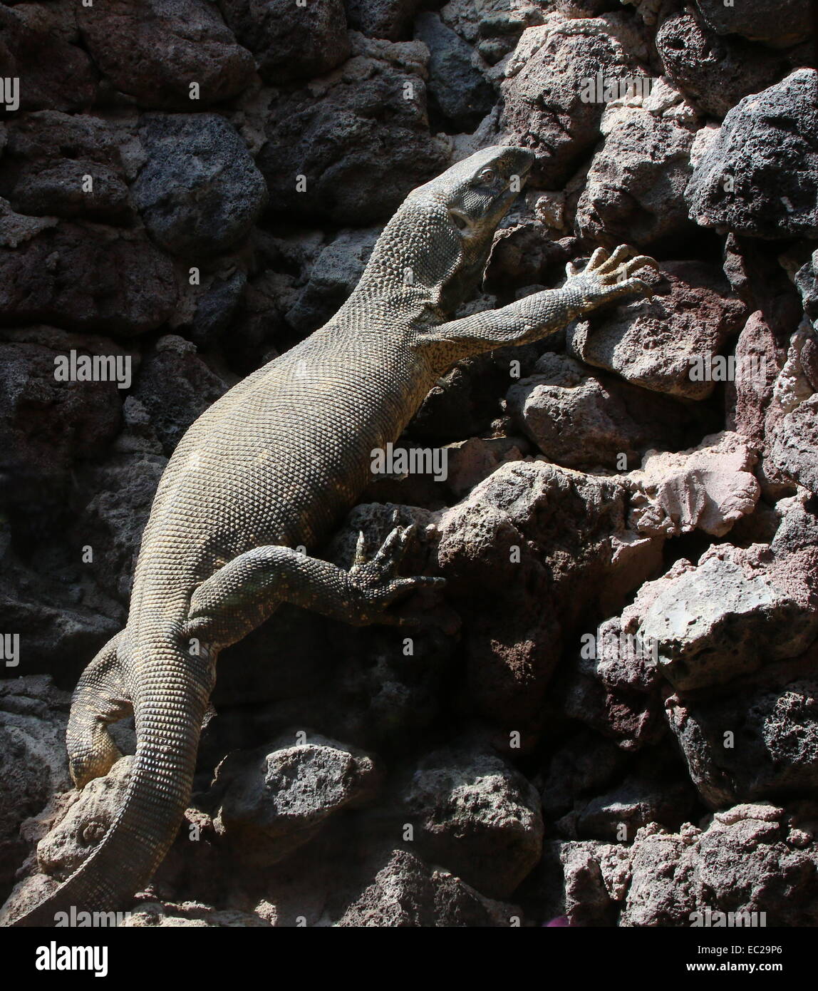 African Rock monitor AKA White throated Monitor (Varanus Albigularis ...