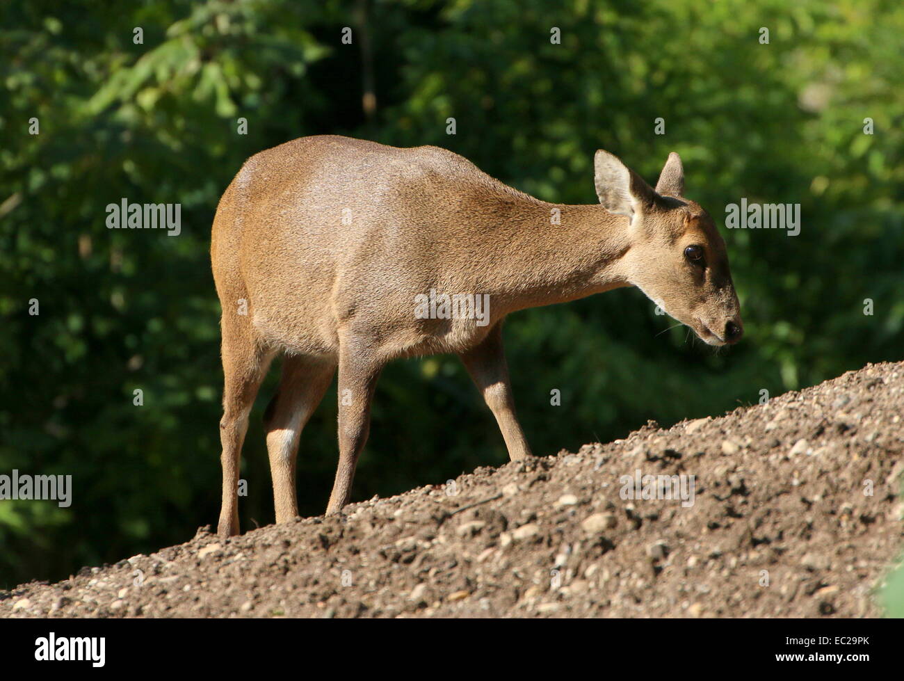 Indischer schweinehirsch -Fotos und -Bildmaterial in hoher Auflösung ...