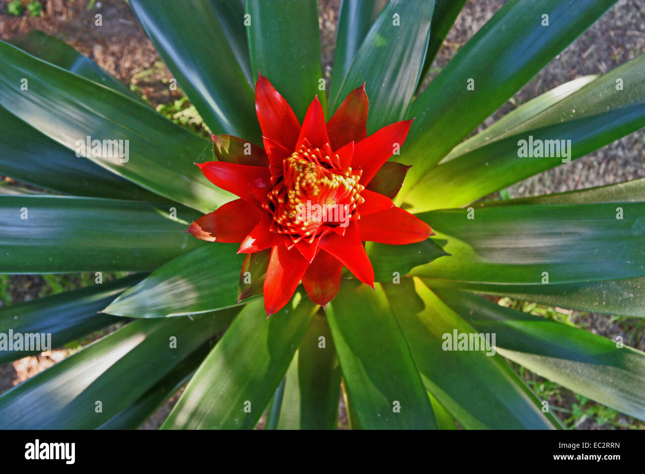 Roten Bromelien, Bromeliaceae Stockfotografie - Alamy