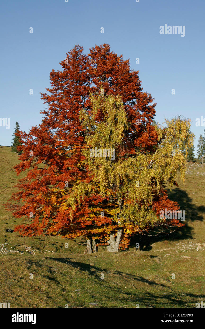 Österreich Buchenbaum Herbst Stockfotos & Österreich Buchenbaum Herbst ...