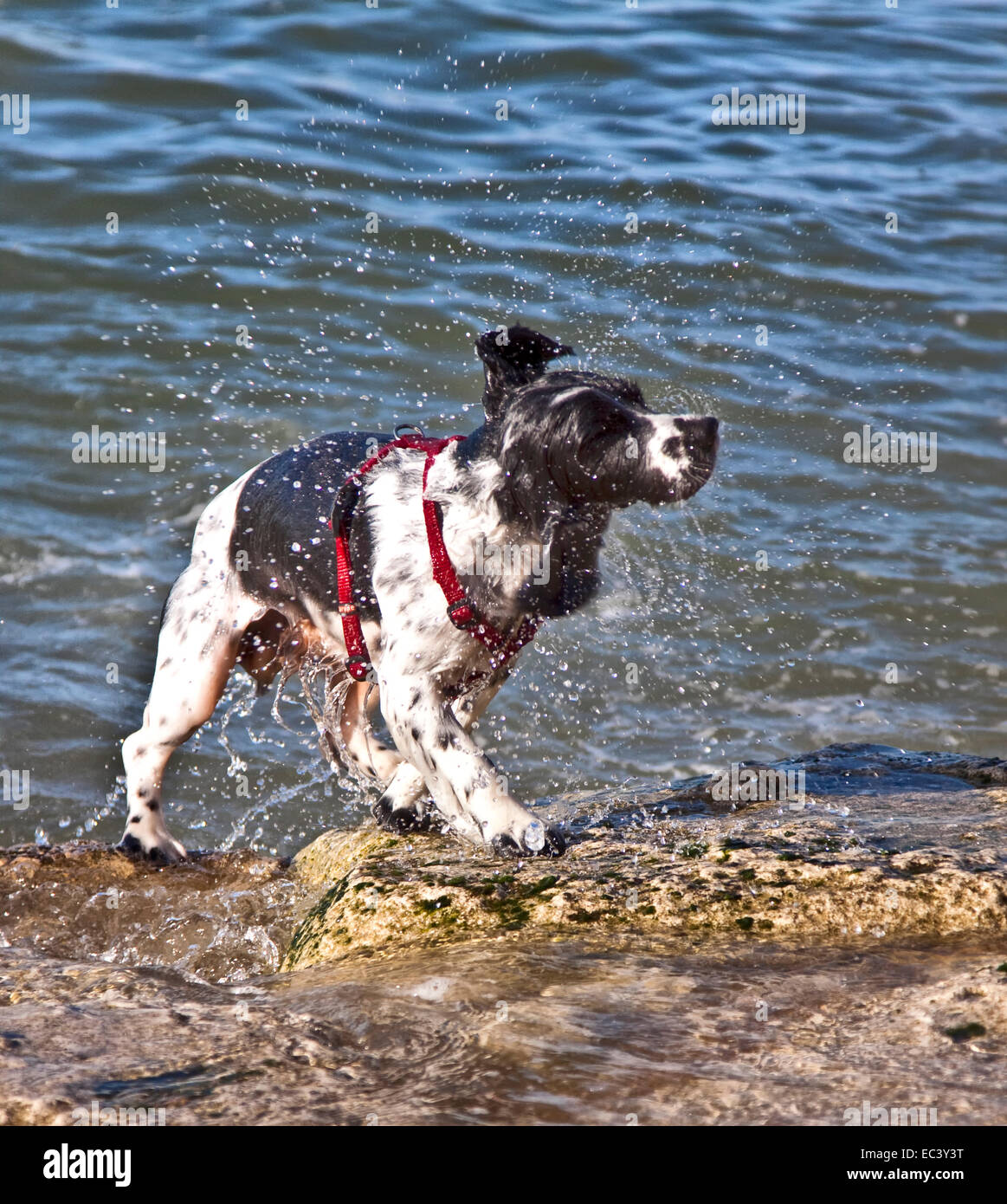 Wedeln mehr -Fotos und -Bildmaterial in hoher Auflösung – Alamy