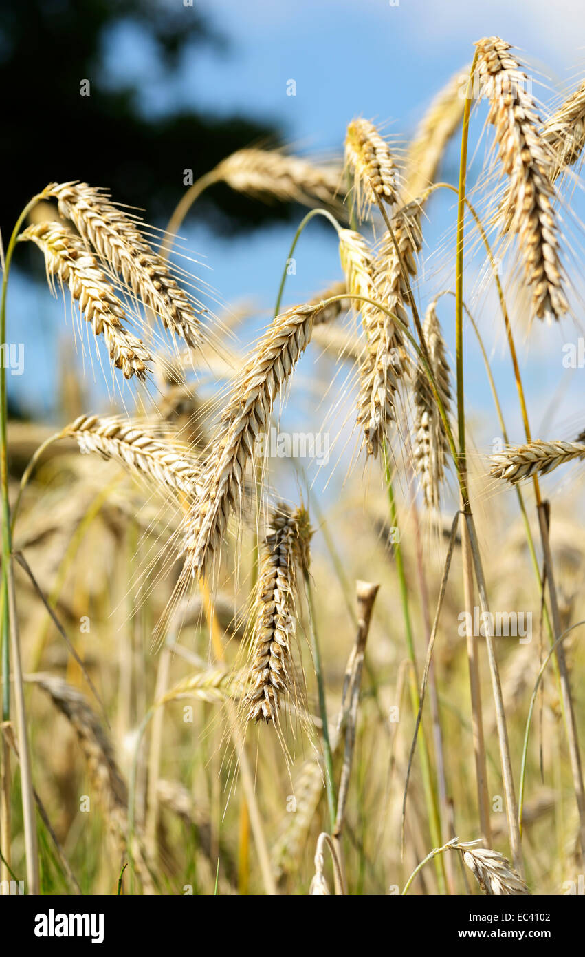 Roggen Secale cereale Stockfotografie - Alamy