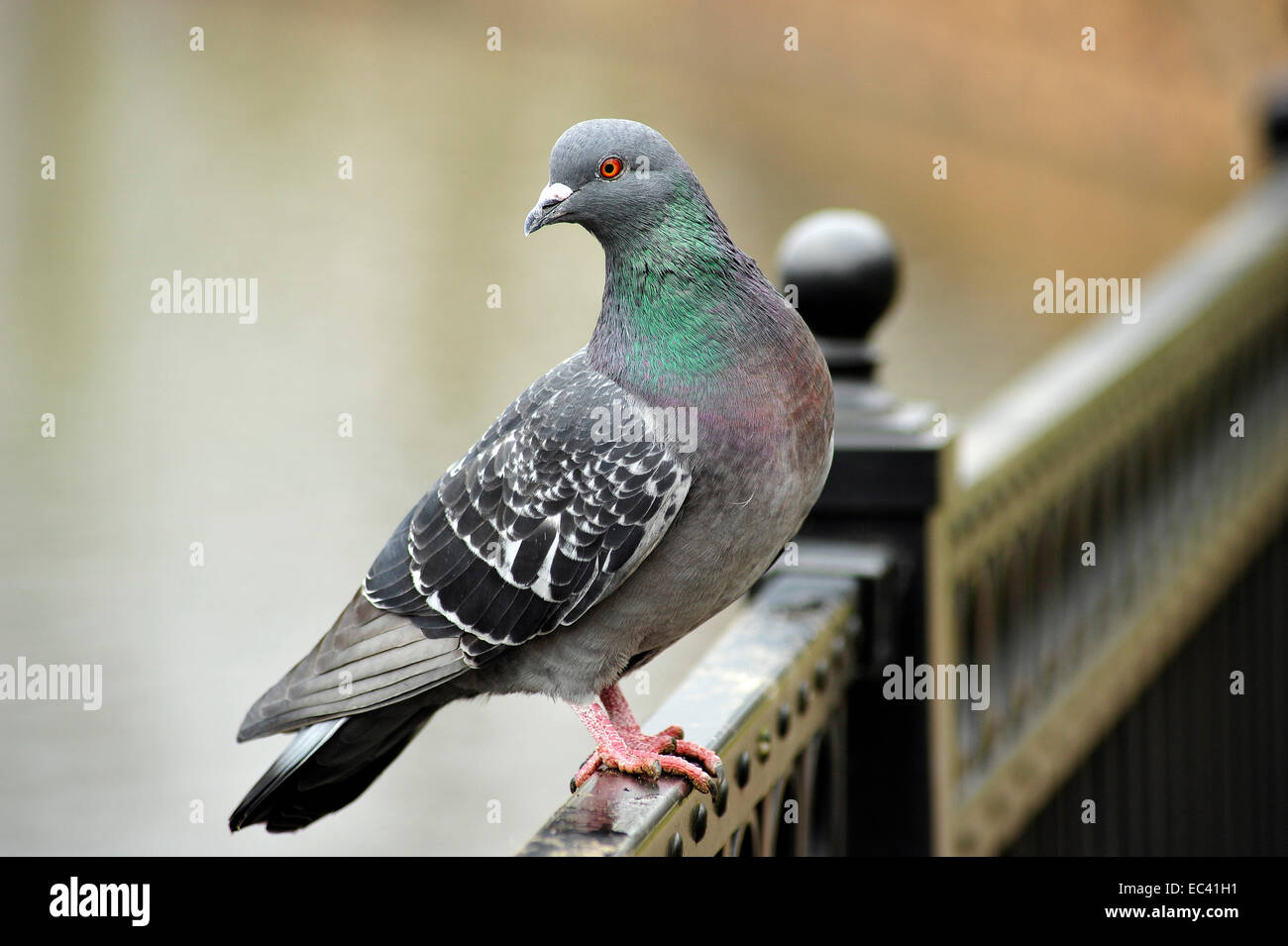 Dove doves pigeon pigeons bird birds -Fotos und -Bildmaterial in hoher ...
