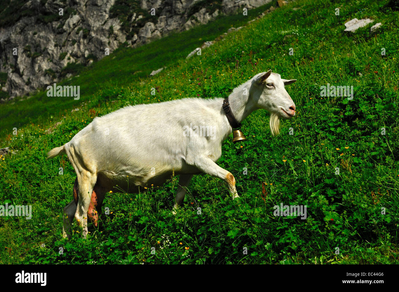 Ziege am berg -Fotos und -Bildmaterial in hoher Auflösung – Alamy