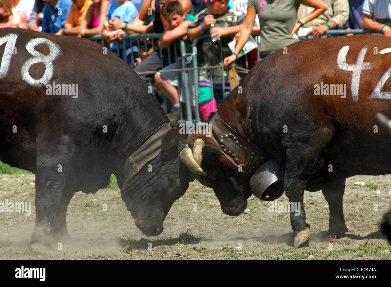 Kuh ringen -Fotos und -Bildmaterial in hoher Auflösung - Seite 3 - Alamy