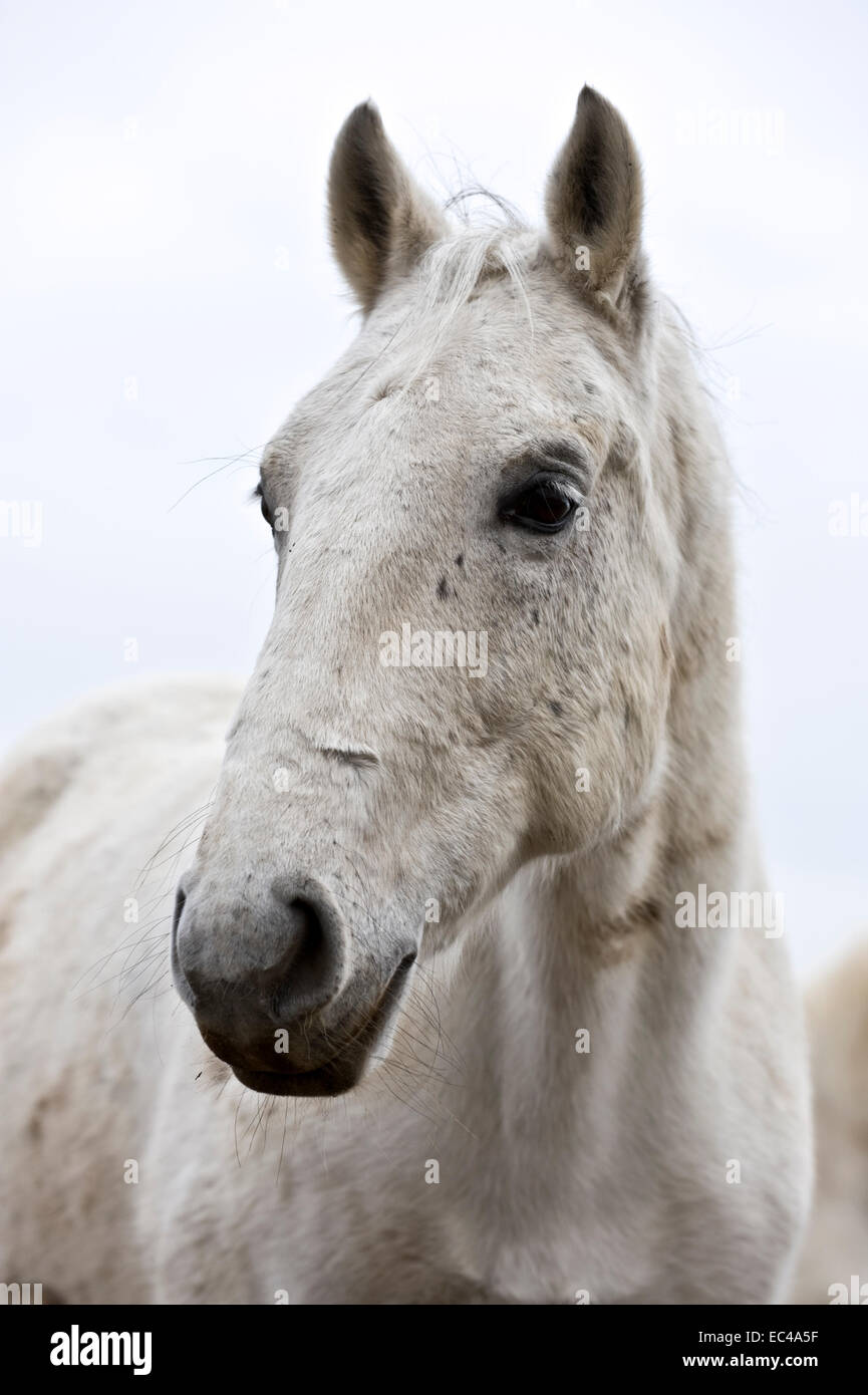 Lipizzaner horse white -Fotos und -Bildmaterial in hoher Auflösung – Alamy