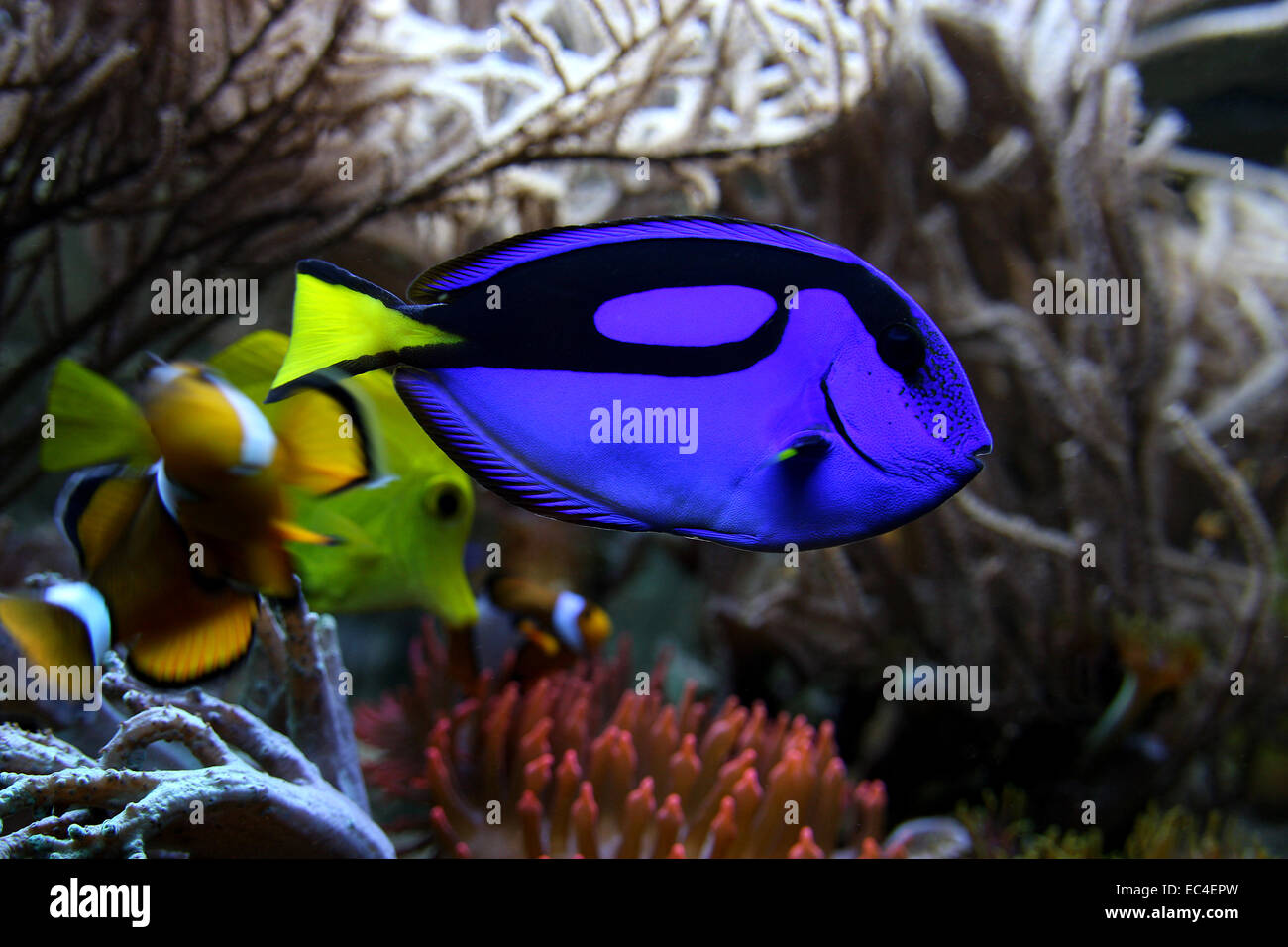 Doktorfisch clownfisch -Fotos und -Bildmaterial in hoher Auflösung – Alamy
