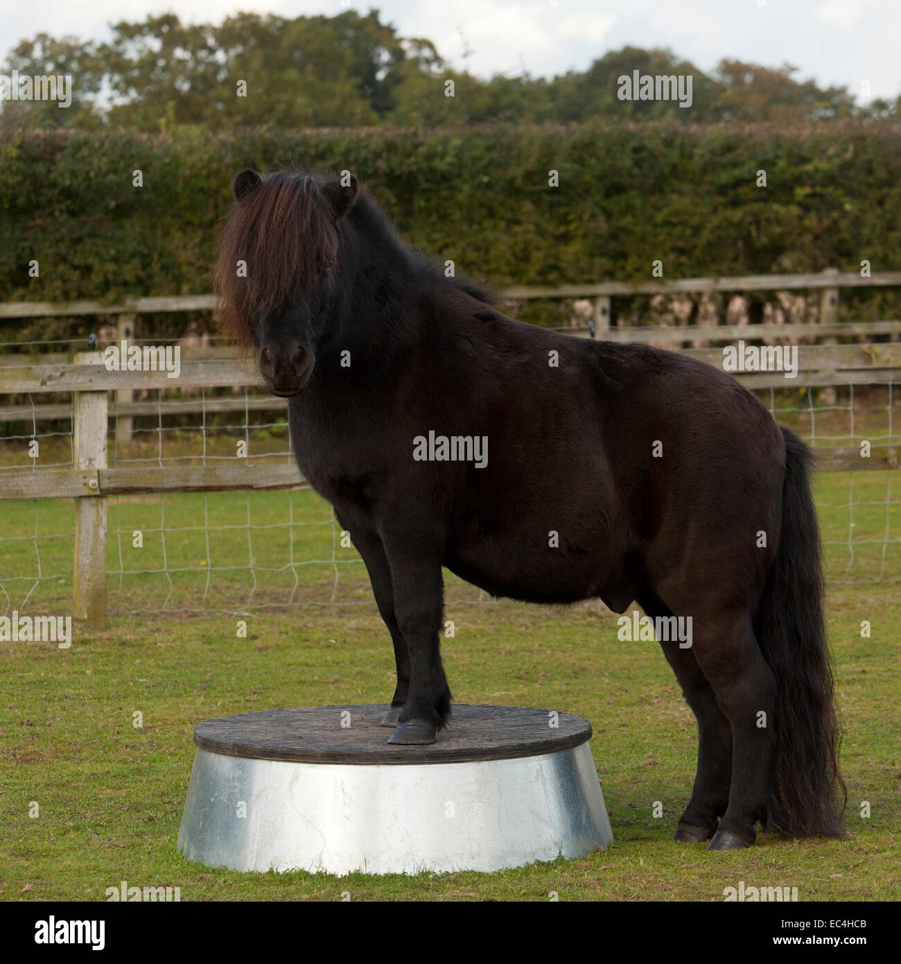 Male shetland pony -Fotos und -Bildmaterial in hoher Auflösung – Alamy