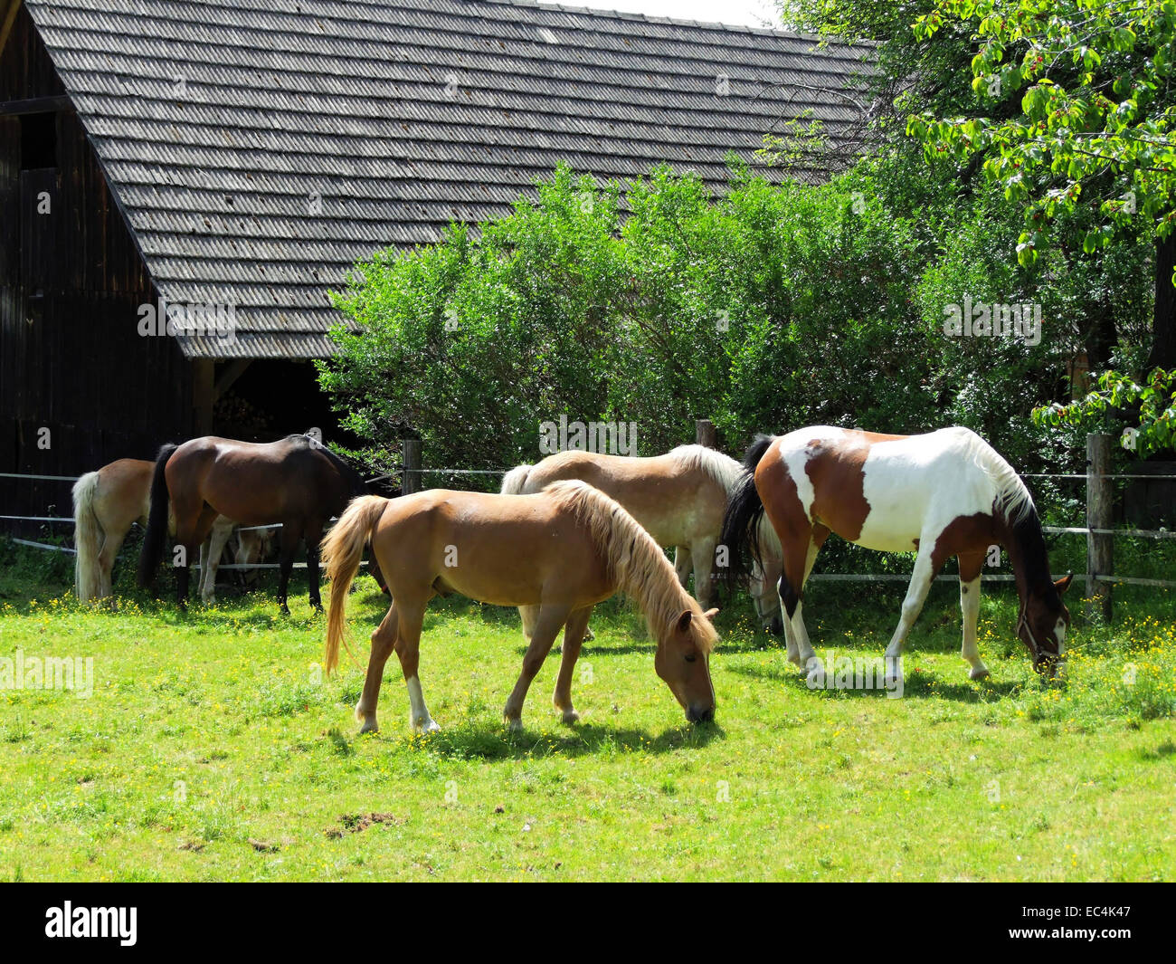 Pinto trakehner -Fotos und -Bildmaterial in hoher Auflösung – Alamy