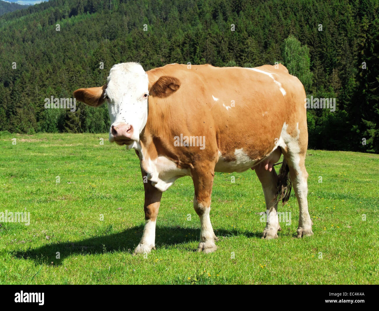 Simmental Cow Calf Cattle Beef Stockfotos & Simmental Cow Calf Cattle ...