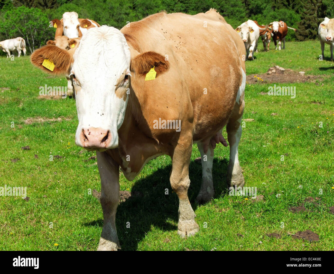 Simmental bull -Fotos und -Bildmaterial in hoher Auflösung – Alamy