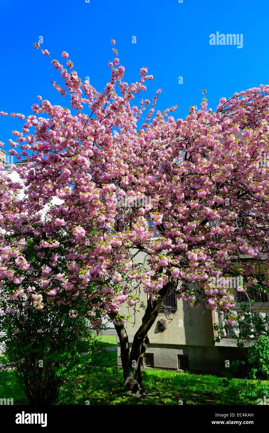Mandelbäumchen Mandelbaum Prunus triloba Stockfotografie - Alamy