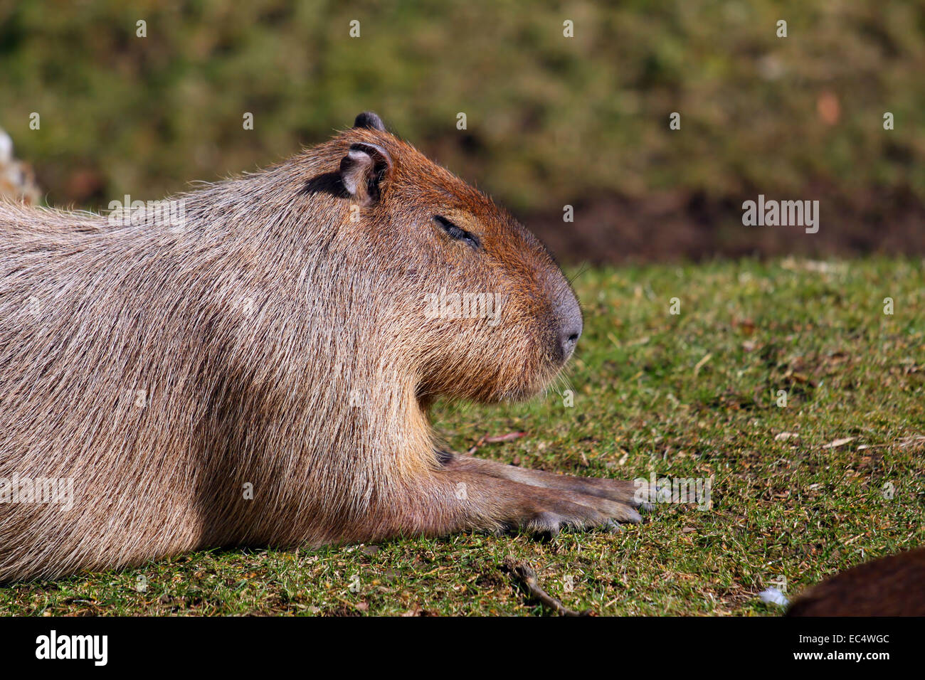 Panama capybara -Fotos und -Bildmaterial in hoher Auflösung – Alamy