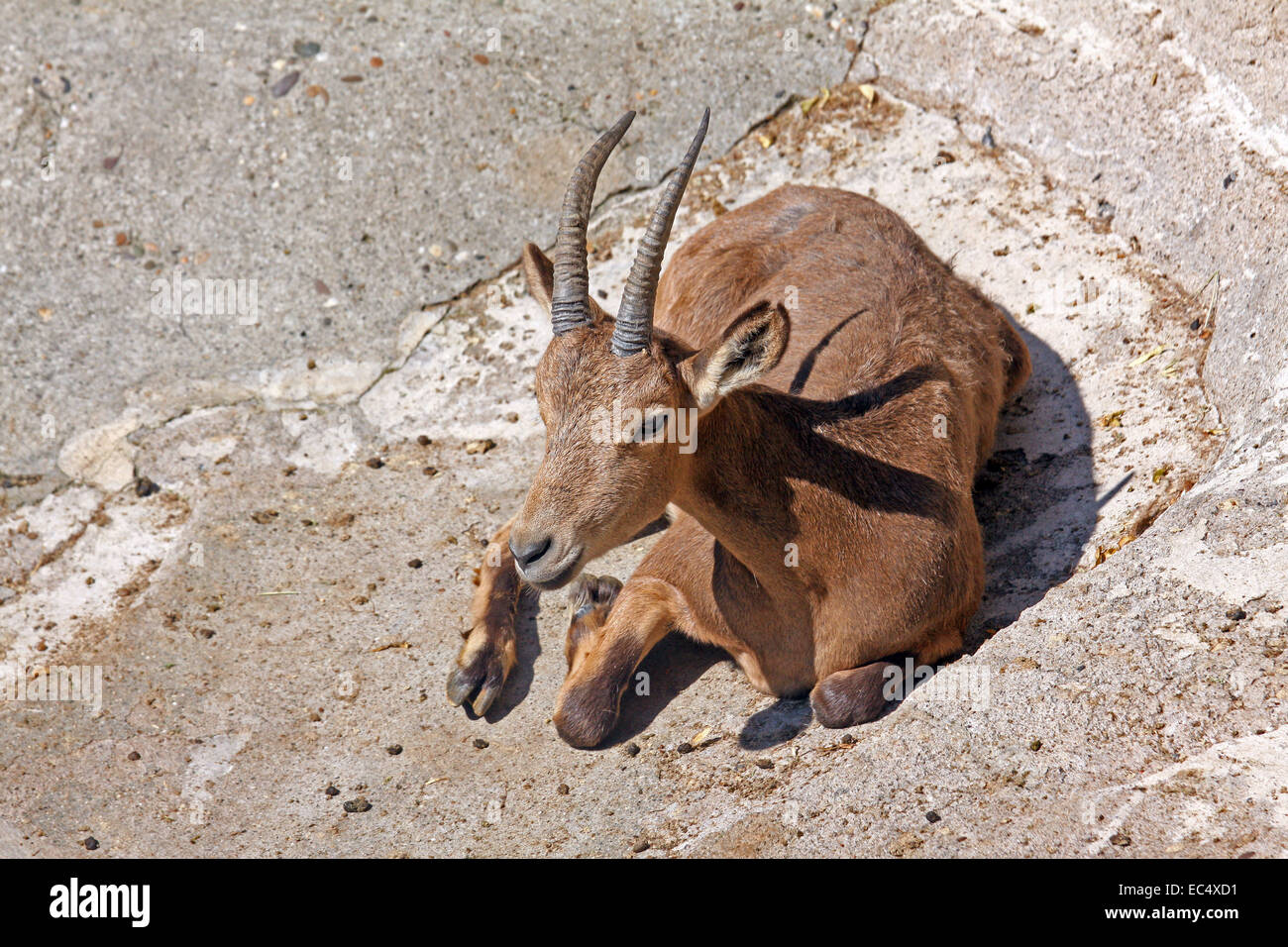 Steinbock berg -Fotos und -Bildmaterial in hoher Auflösung – Alamy