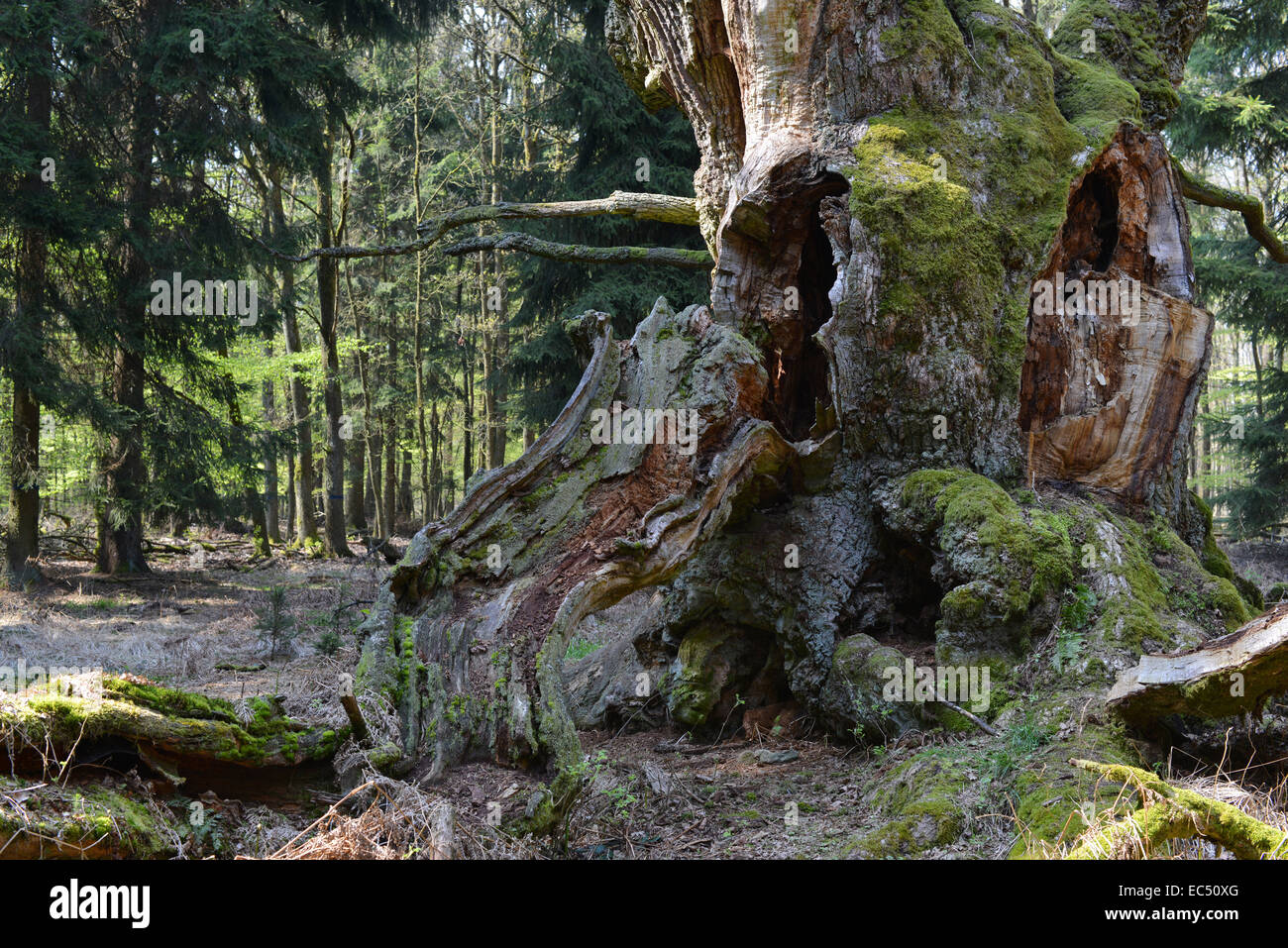 Old oak in reinhardswald -Fotos und -Bildmaterial in hoher Auflösung ...