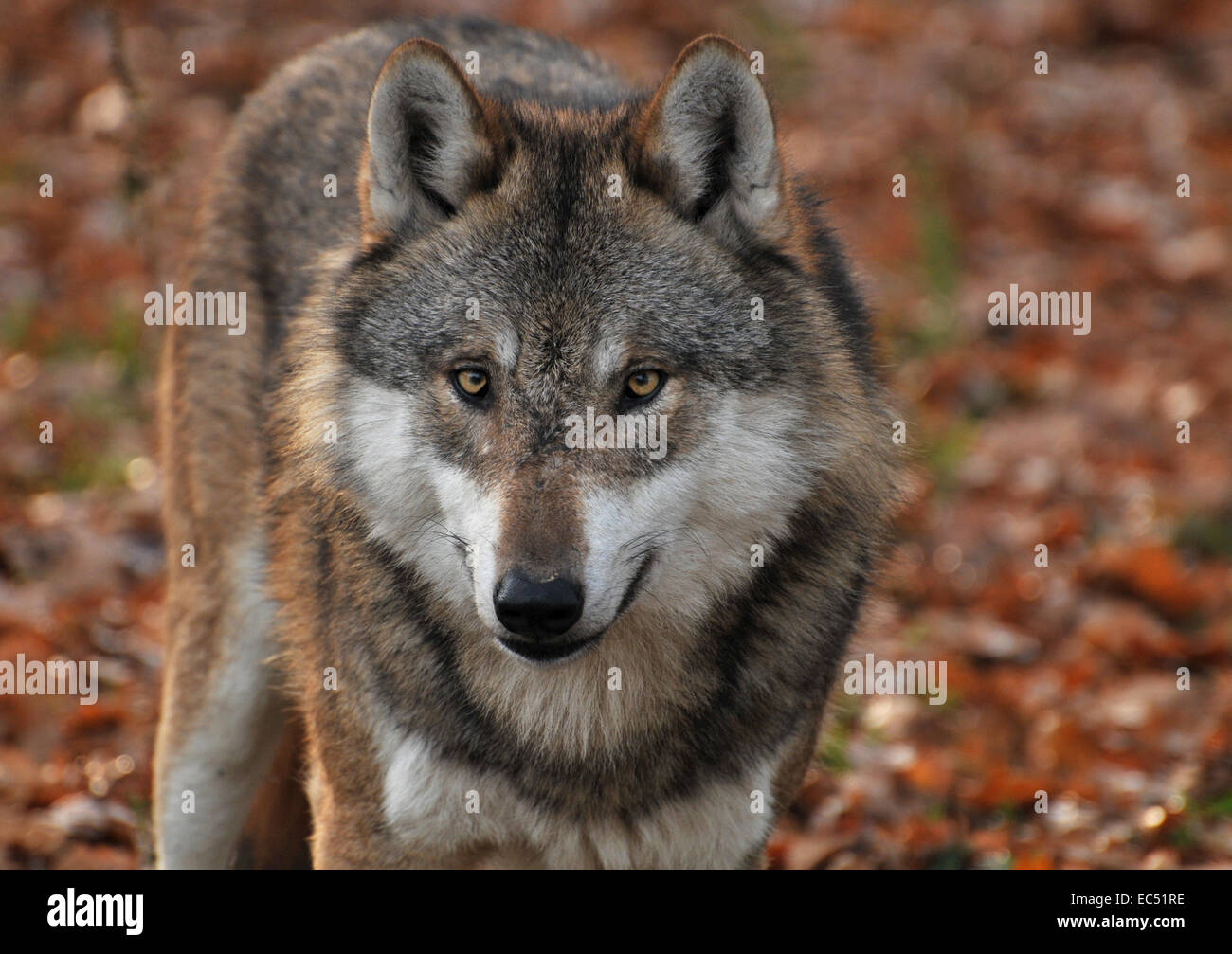 Lone hunter -Fotos und -Bildmaterial in hoher Auflösung – Alamy