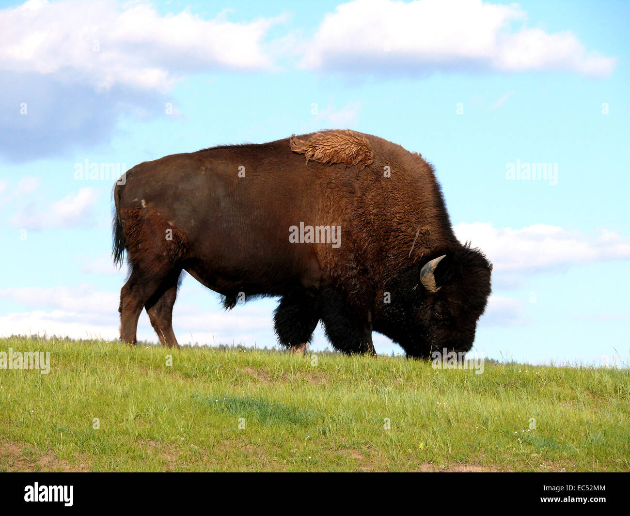Bison essen -Fotos und -Bildmaterial in hoher Auflösung – Alamy