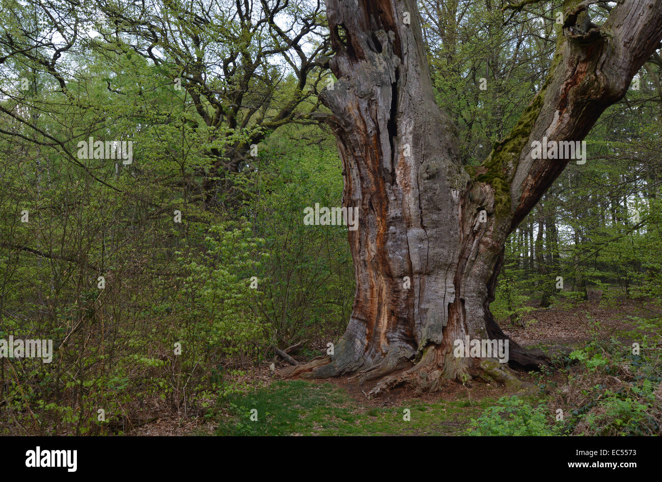 Alte knorrige eiche -Fotos und -Bildmaterial in hoher Auflösung – Alamy