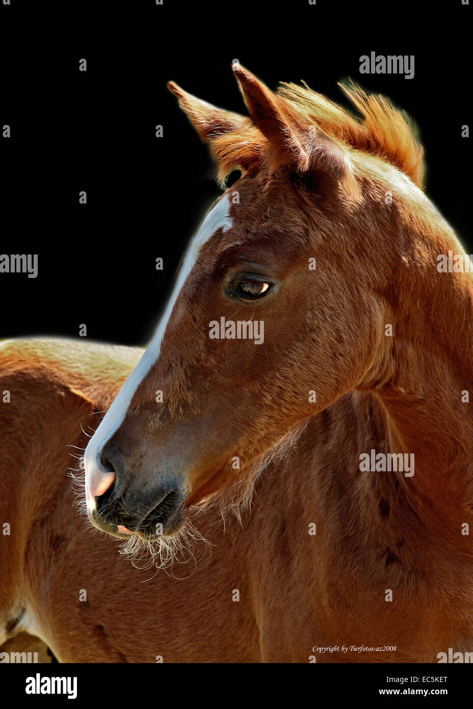 Fohlen galoppieren -Fotos und -Bildmaterial in hoher Auflösung - Seite ...