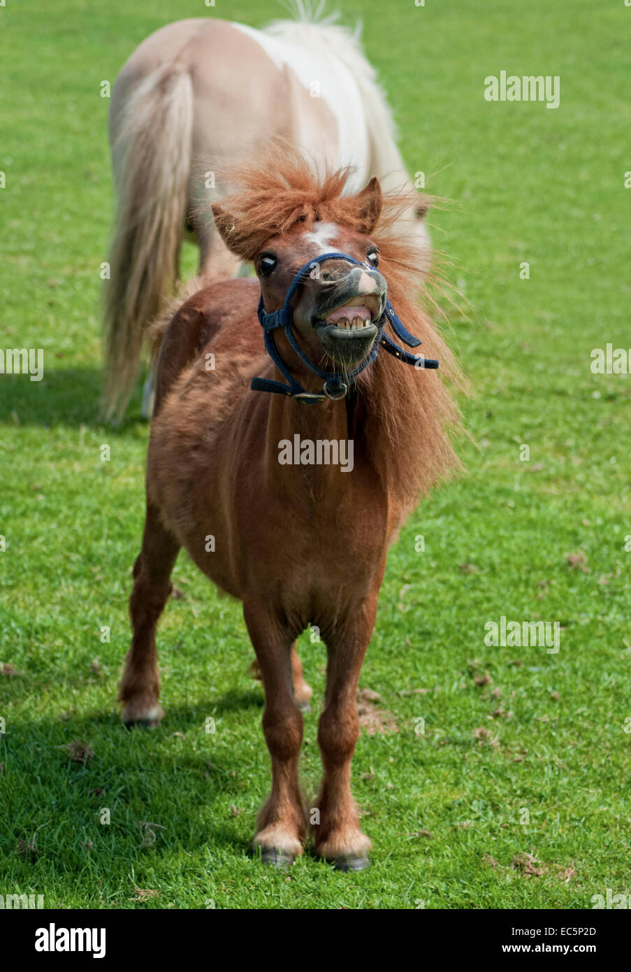 Flehmen horse -Fotos und -Bildmaterial in hoher Auflösung – Alamy