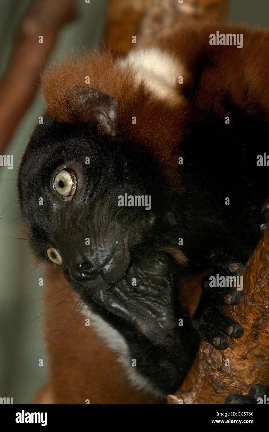 roter Vari Affe Stockfotografie - Alamy