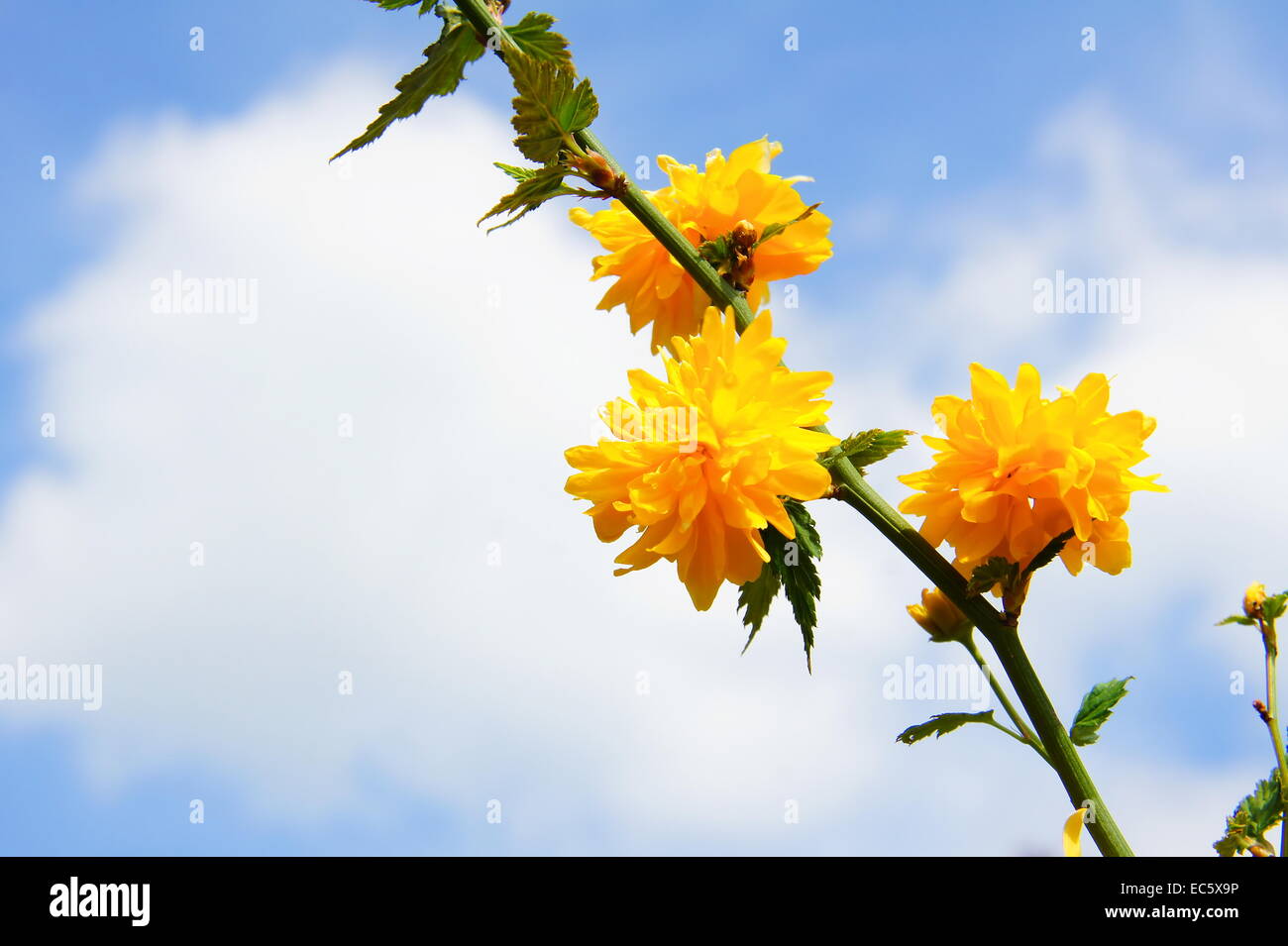 Busch ranunkel -Fotos und -Bildmaterial in hoher Auflösung – Alamy