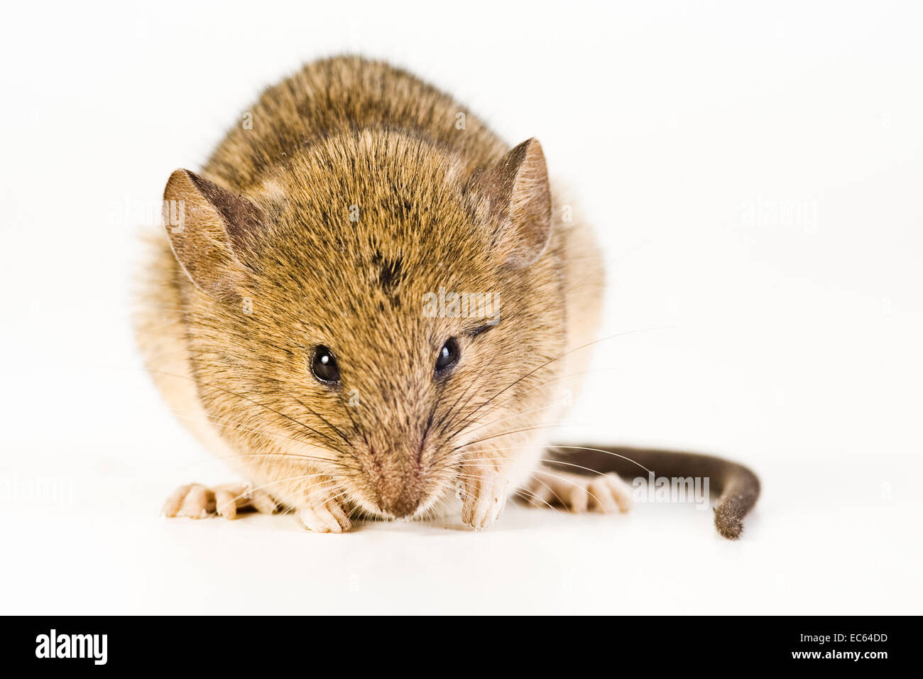 Hausmaus Mus musculus Stockfotografie - Alamy