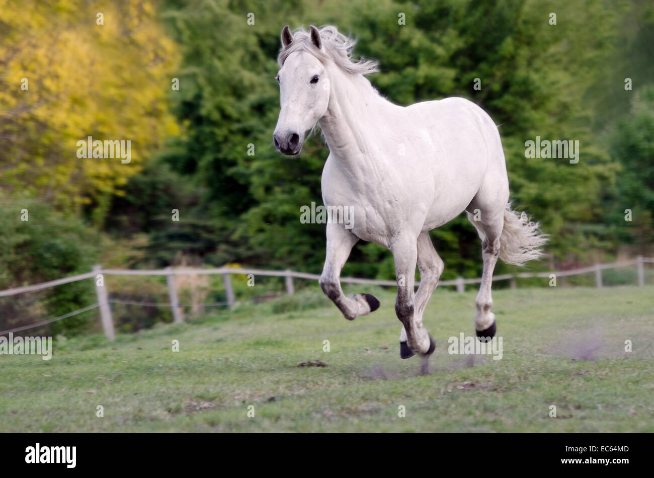 Galoppierender Kopf Stockfotos und -bilder Kaufen - Alamy