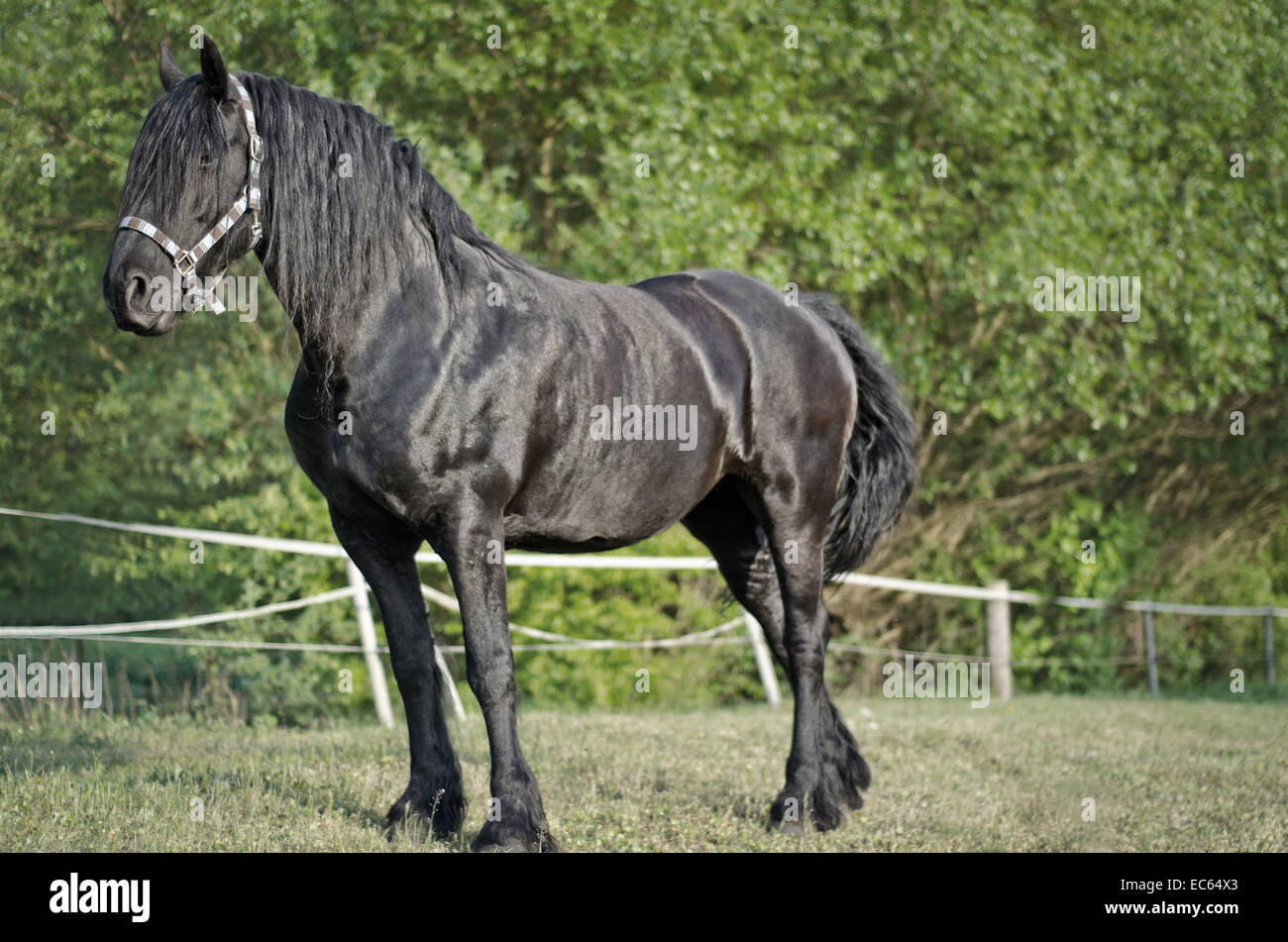 Pinto trakehner -Fotos und -Bildmaterial in hoher Auflösung – Alamy