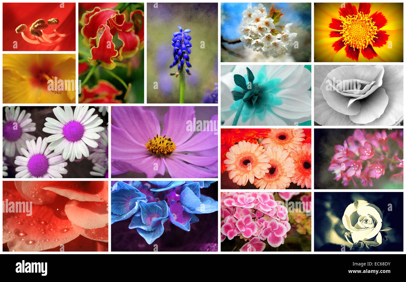 Collage aus blumen -Fotos und -Bildmaterial in hoher Auflösung – Alamy