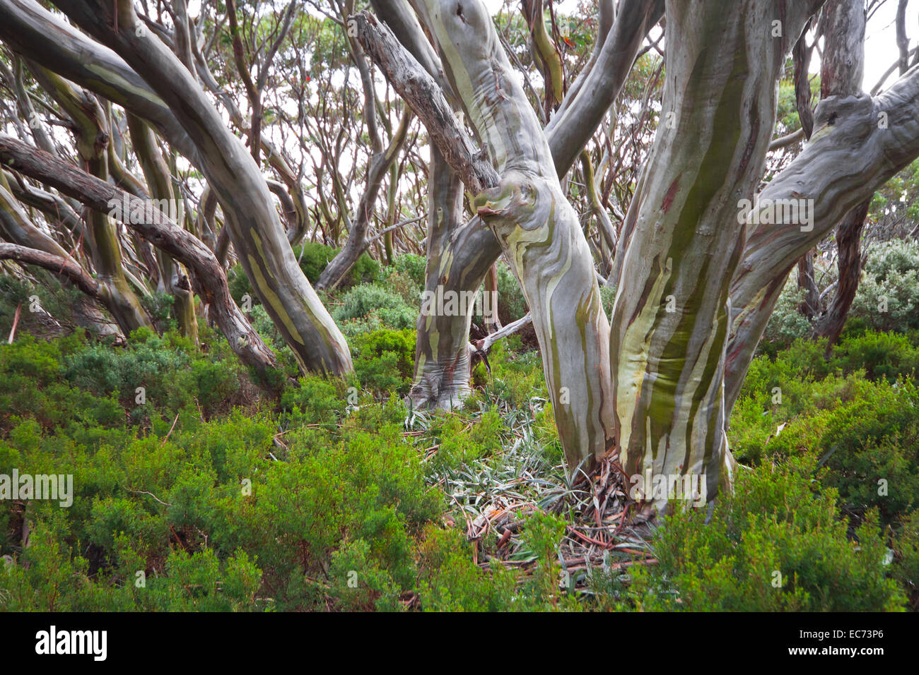 Eukalyptus Eukalyptus Wald Stockfotos und -bilder Kaufen - Alamy