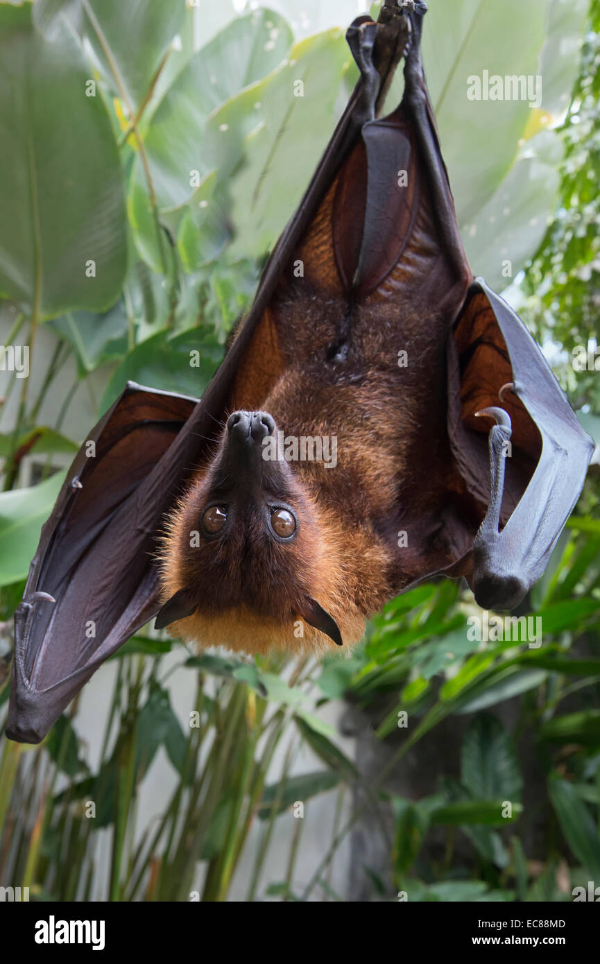 Großen Flughund (Pteropus Vampyrus) hängt in einem Baum, Bali ...