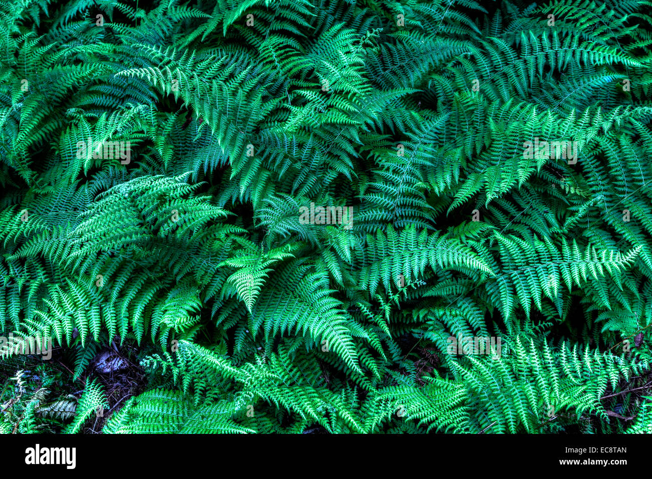 Farn wald -Fotos und -Bildmaterial in hoher Auflösung – Alamy