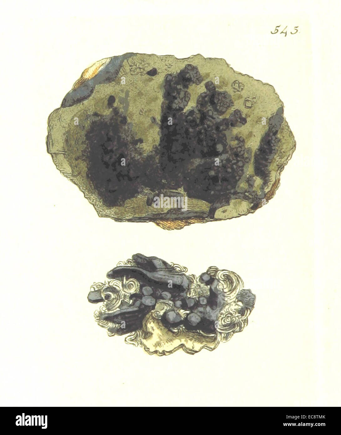 Eine Illustration aus British Mineralogy Vol.5 (1817), die Argentum ...