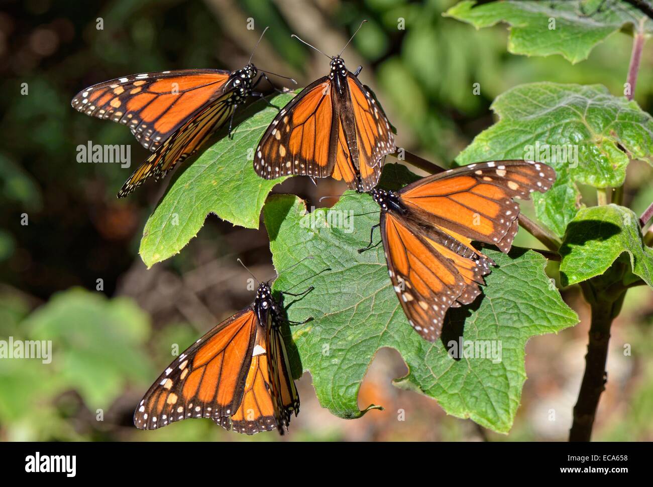 Monarchfalter (Danaus Plexippus), Winterquartier, El Rosario ...