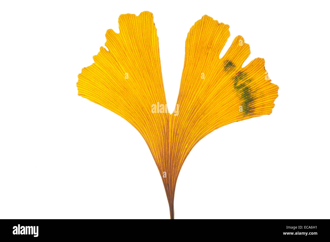 Wunderschne Das Gelbe Blatt Ebenbild