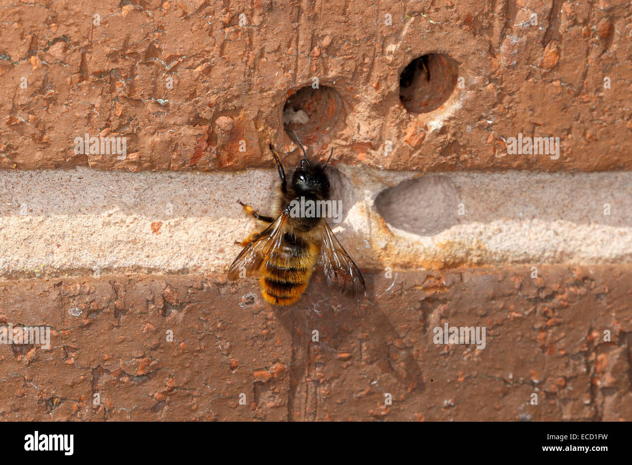 Rote Mauerbiene (Osmia Bicornis) Weibchen im Nest Loch im Mauerwerk der ...
