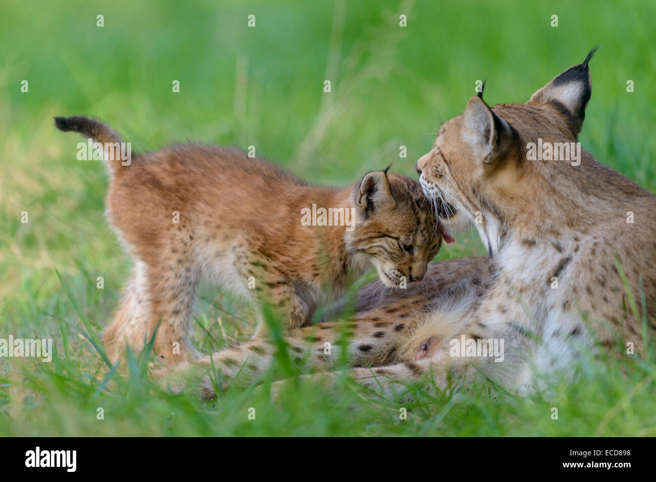 Baby luchse -Fotos und -Bildmaterial in hoher Auflösung – Alamy