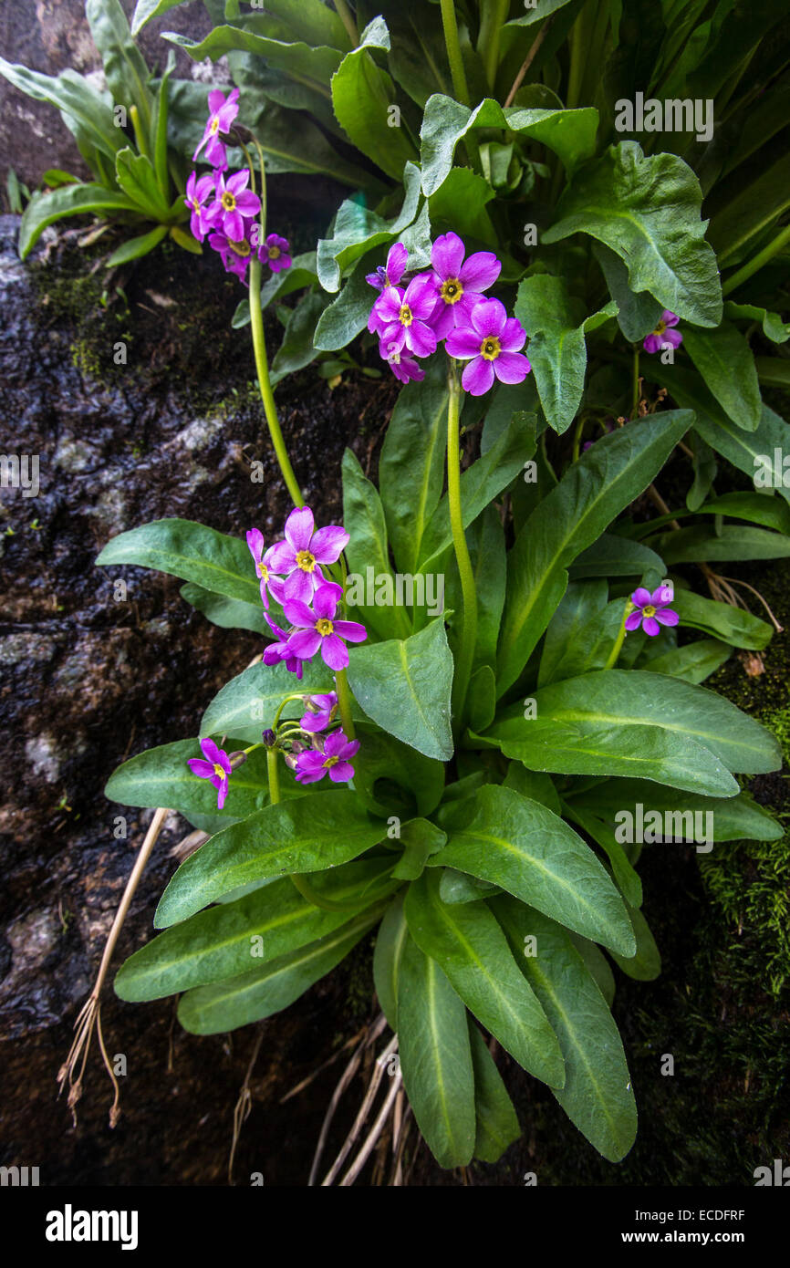 Parrys primrose -Fotos und -Bildmaterial in hoher Auflösung – Alamy